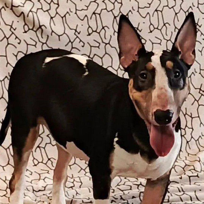 Бультерьер, щенок