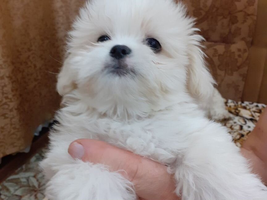 Щенки болонки