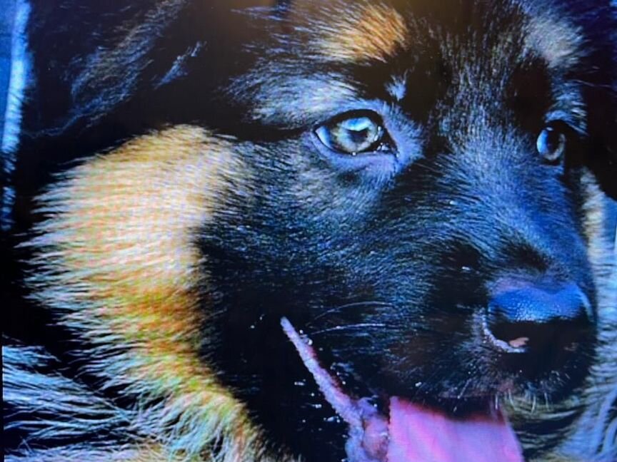 Умные щенки от дрессированных немецких овчарок