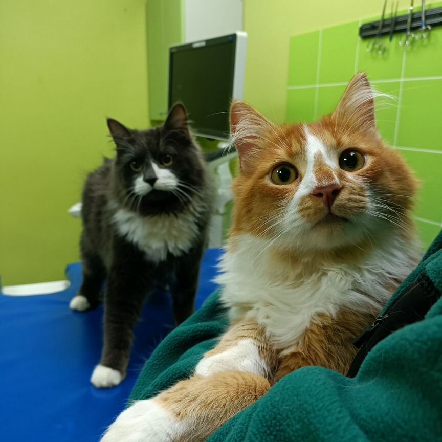 Коты-подростки в добрые руки