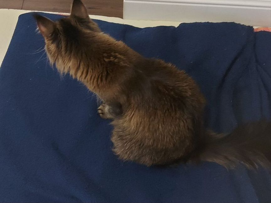 Отдам плед, подстилка для животных