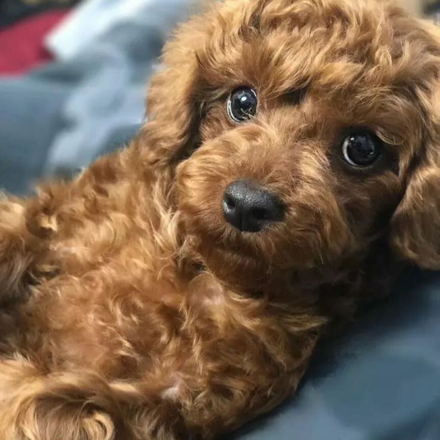 Щенки карликового пуделя