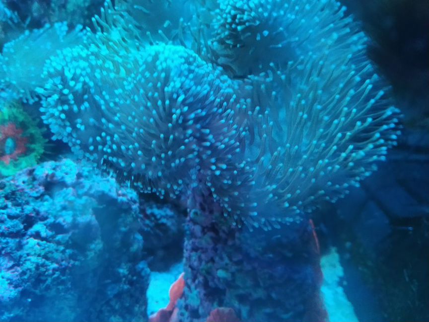 Морские кораллы(мягкота)