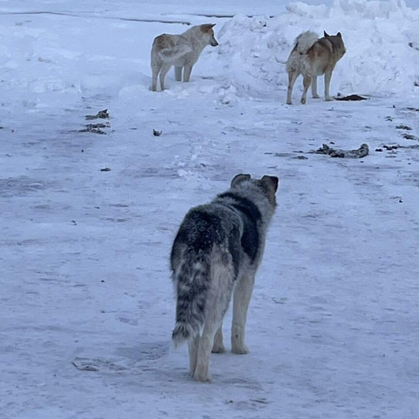 Щенята хаски в добрые руки