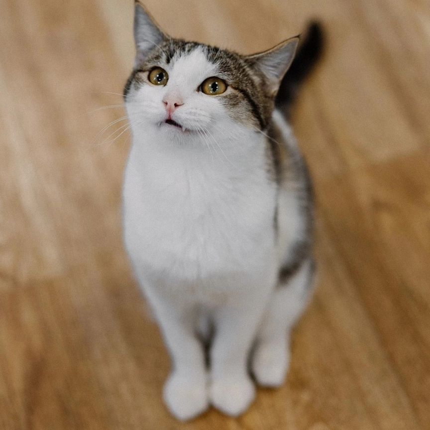 Кот Дик ищет дом
