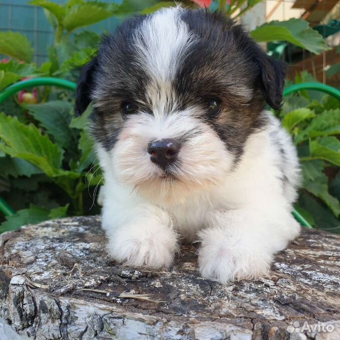 Малая львиная собака