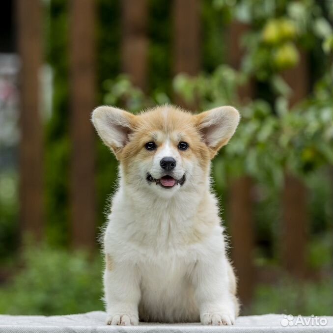 Шикарна девочка вельш корги пемброк н/б