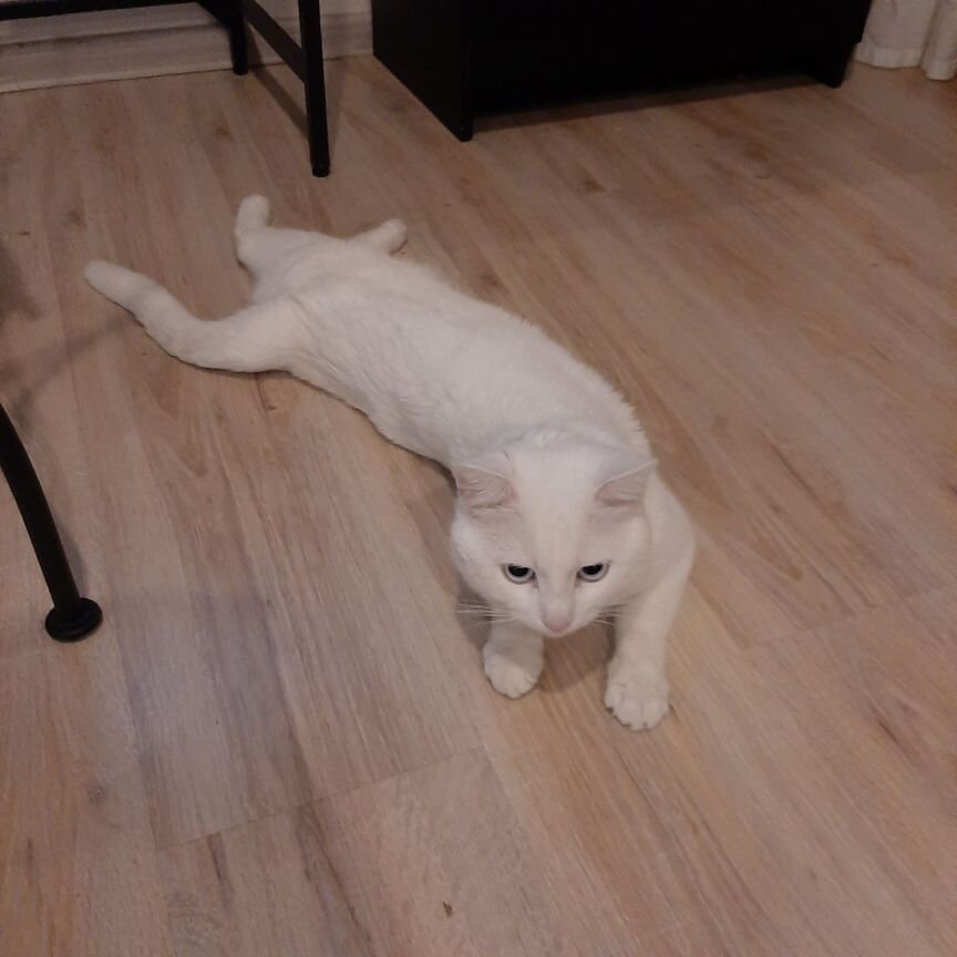 Кот для случки