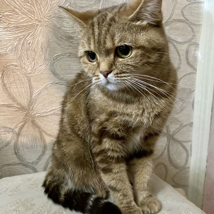 Шотландский кошка в дар