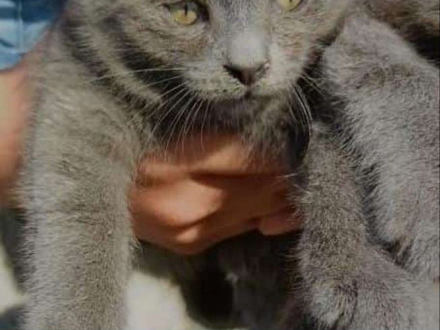 Котята в добрые руки бесплатно девочка