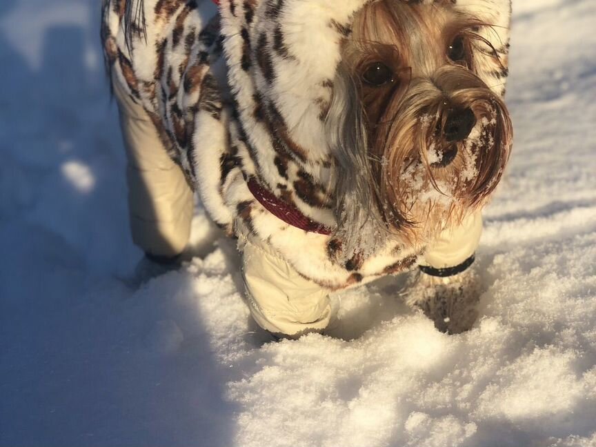 Меховой жилет для маленьких собак