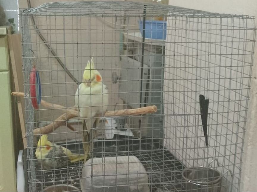 Попугай корелла самка