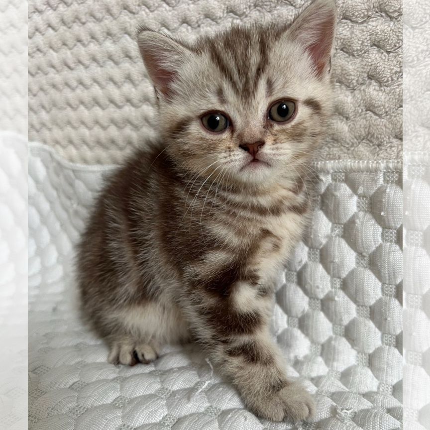Шотландский прямоухий короткошёрстный котёнок