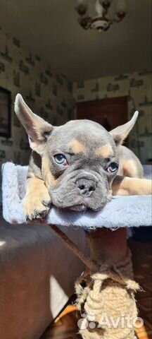 Серебряный мальчик француза