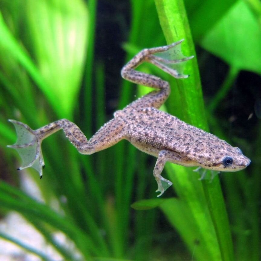 Аквариумная лягушка