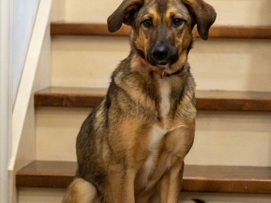 Юные собаки, охранники и компаньоны