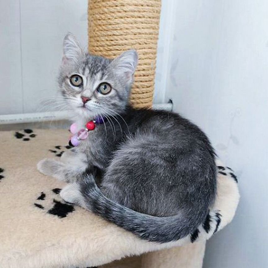 Кошечка Милка