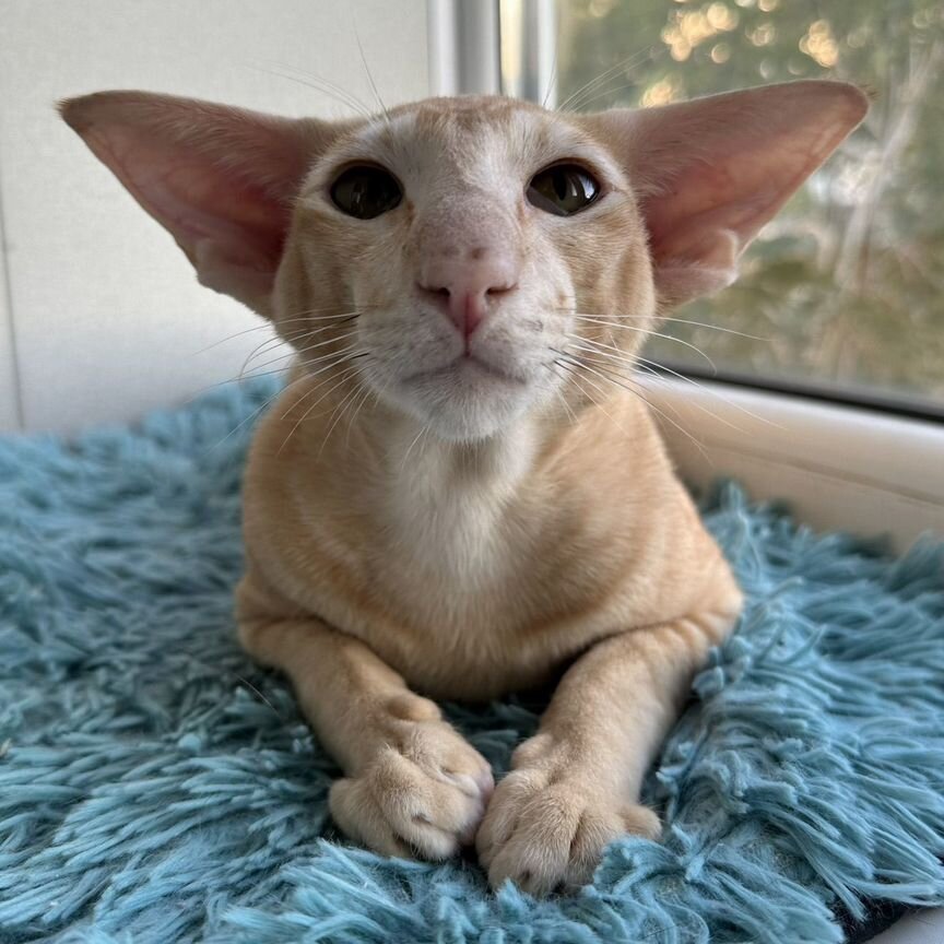 Ориентальный кот экстрим