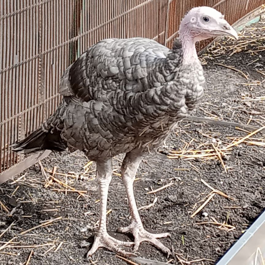 Продам индюка