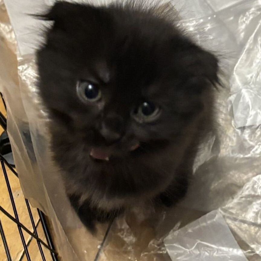 Котёнок в добрые руки