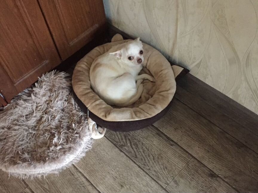 Чихуахуа девочка