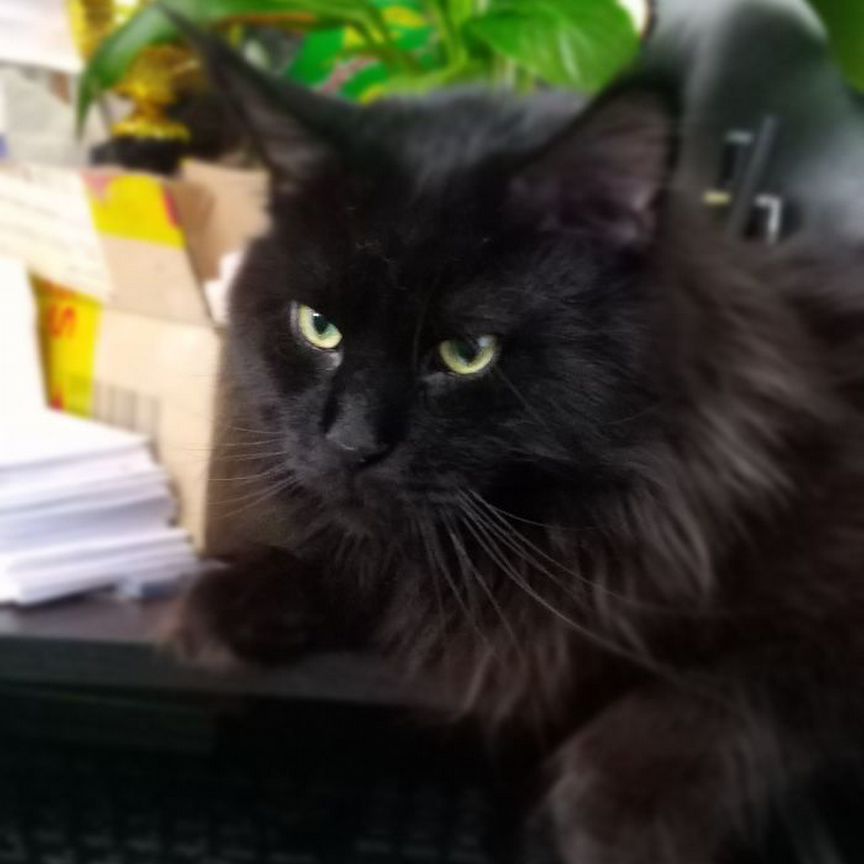 Кот мейн-кун для вязки