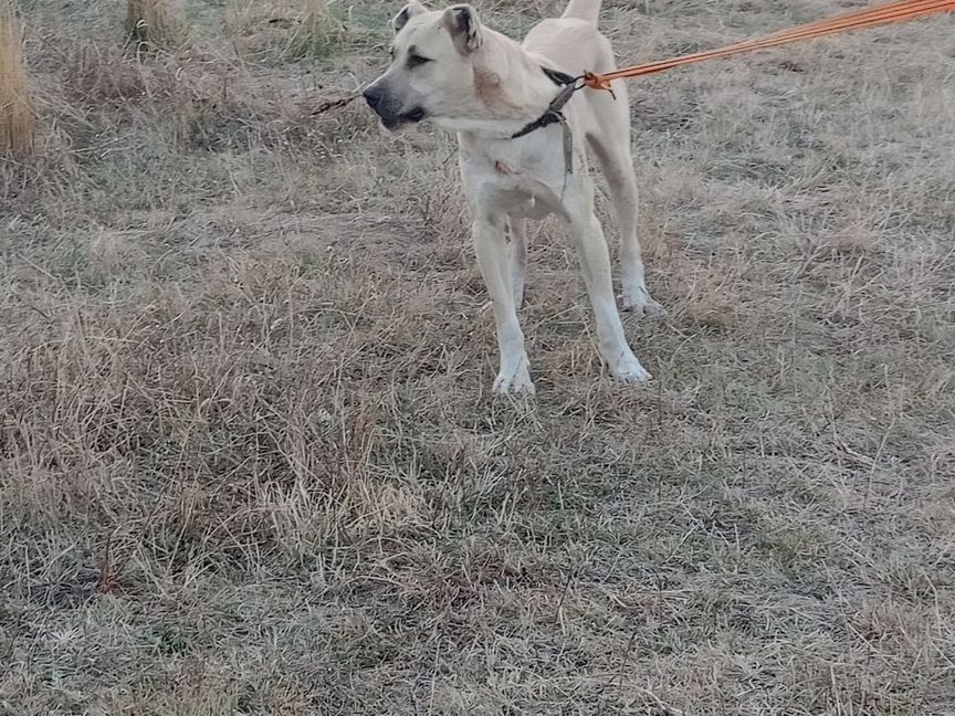 Кавказская овчарка