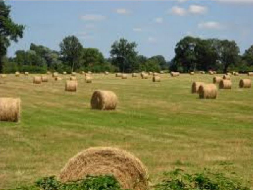 Продаётся люцерна