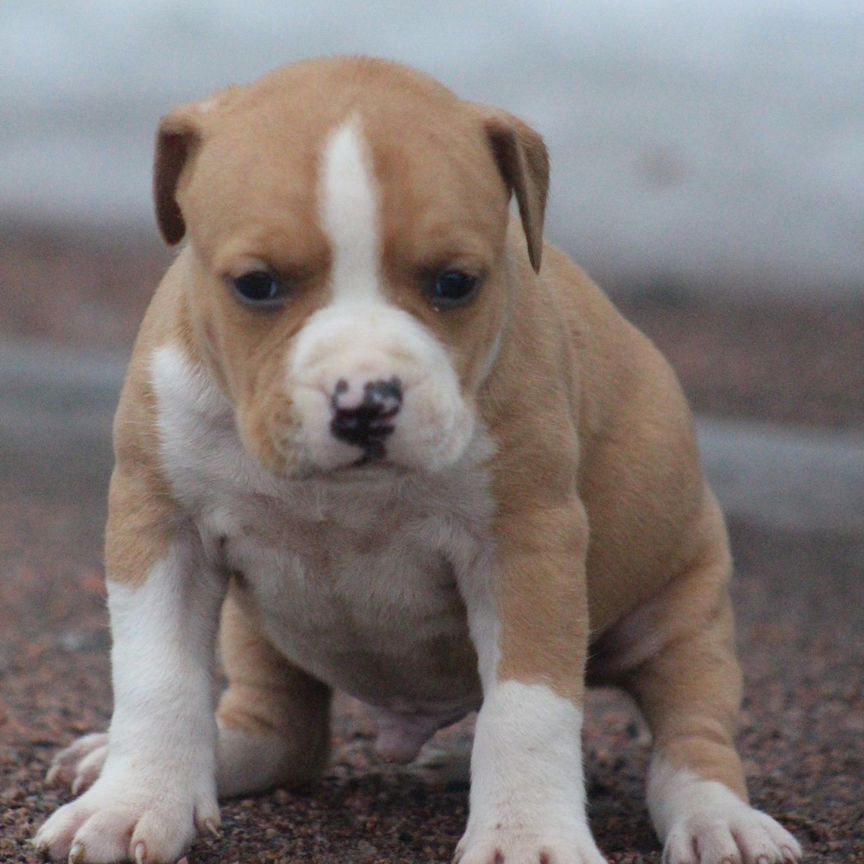 Крепыши ам.стафф терьера