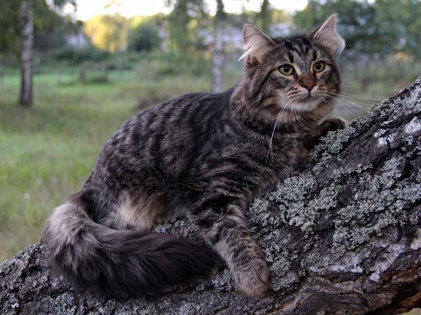 Кошка в дар