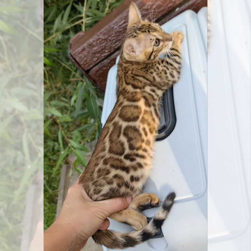 Бенгальская кошка