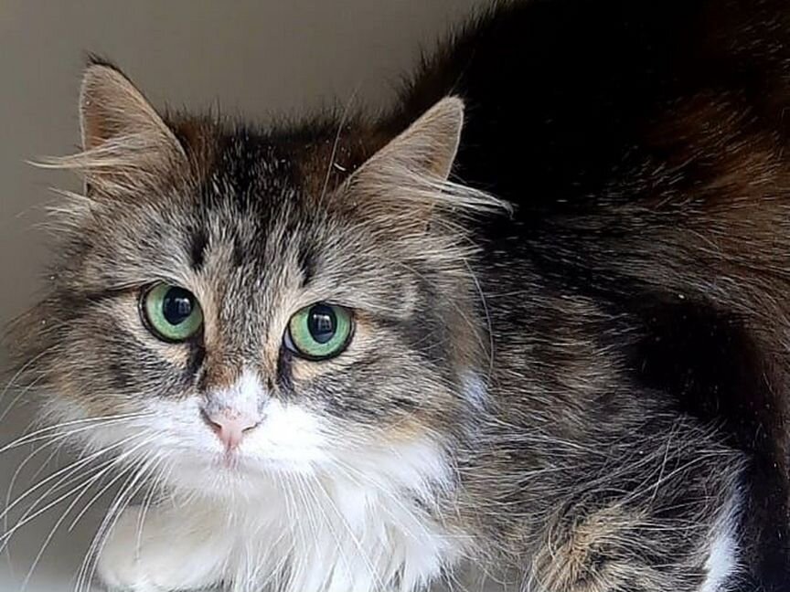 Алиска ищет любимый дом