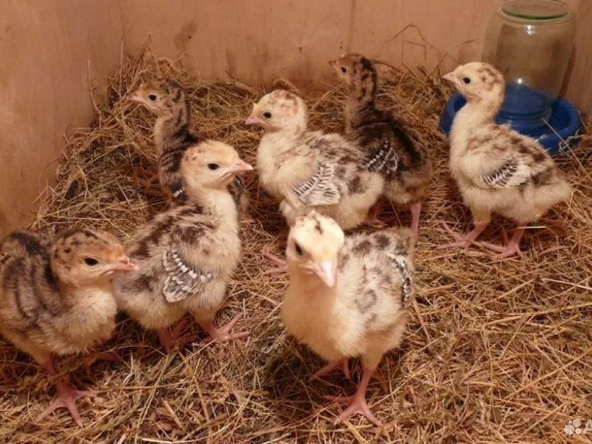 Индюшата суточные