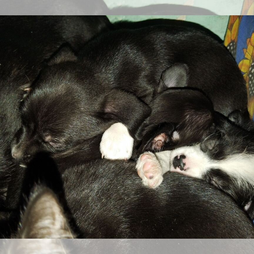 Отдам щенков от маленькой домашней собачки