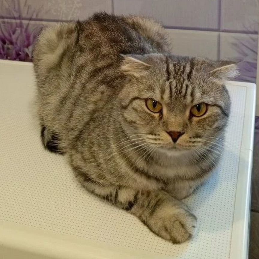 Шотландский вислоухий короткошёрстный, взрослый кот