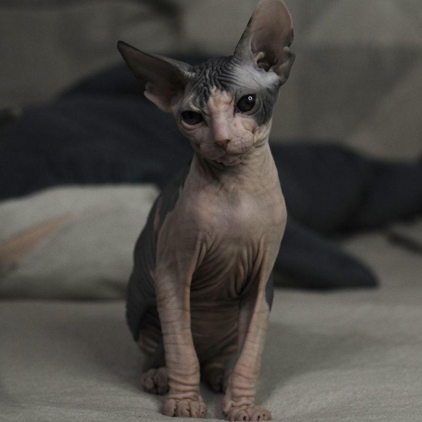 Донской сфинкс котёнок