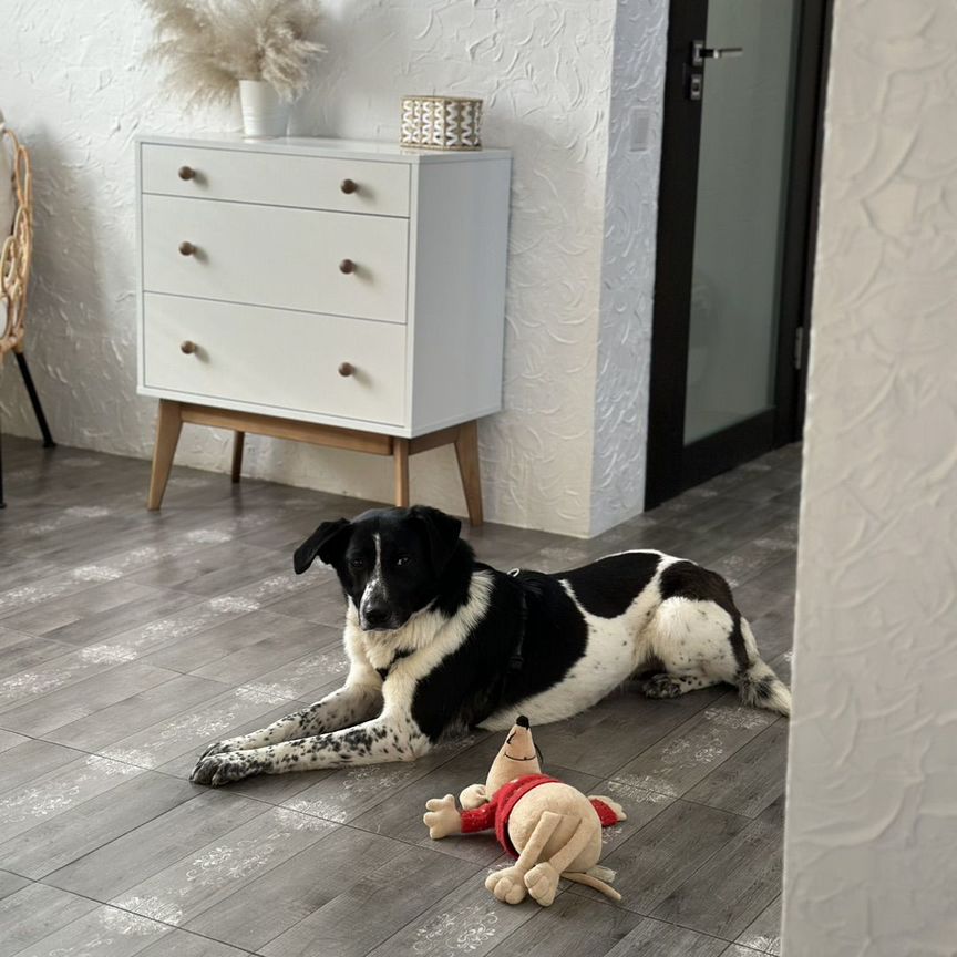 Собачка в добрые руки