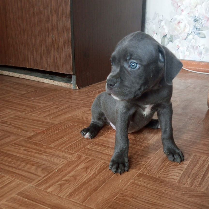 Щенки кане корсо