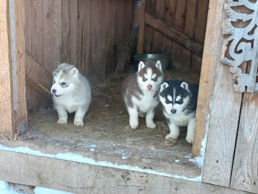 Собаки щенки Сибирские хаски