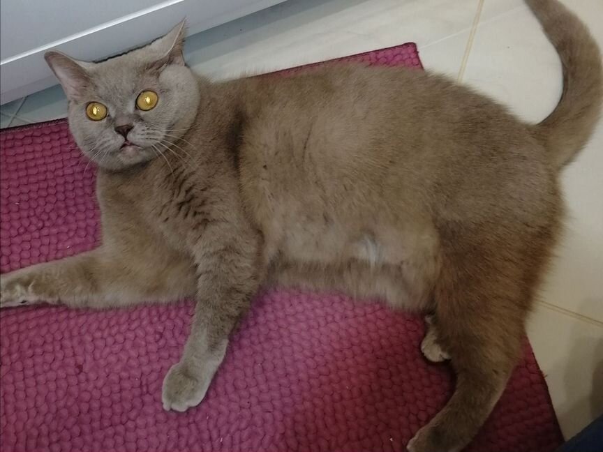 Кошки в добрые руки