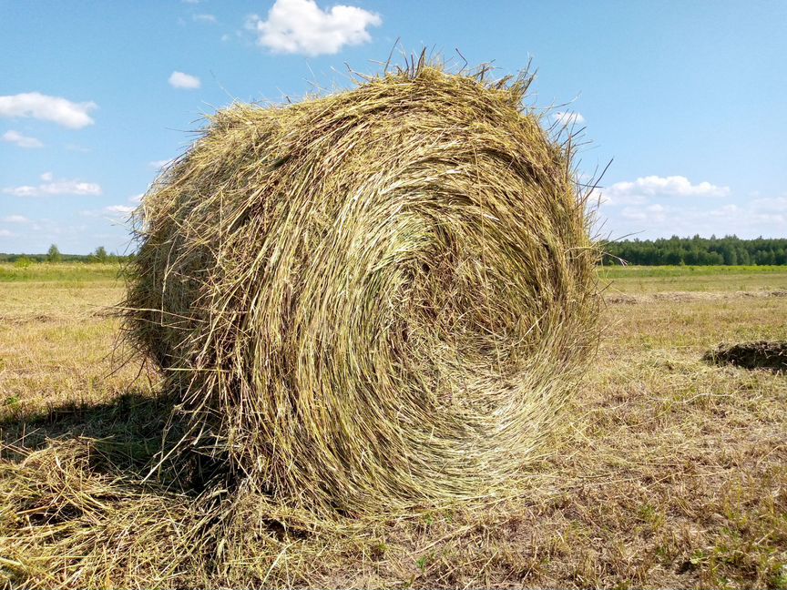 Сено в рулонах