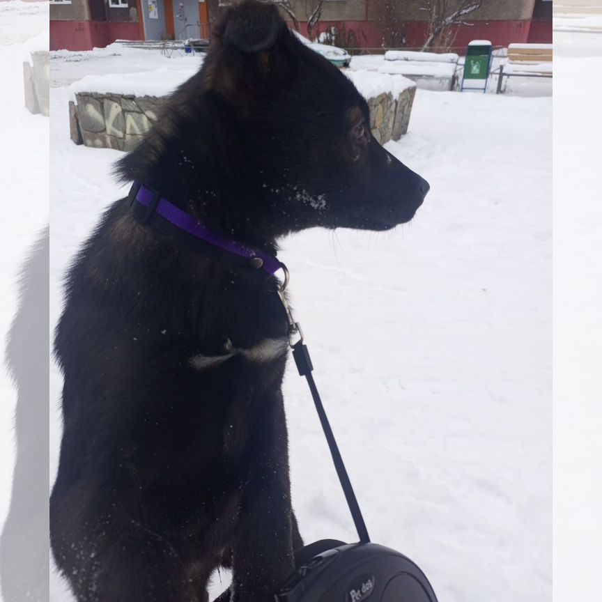 Щенок от частного владельца