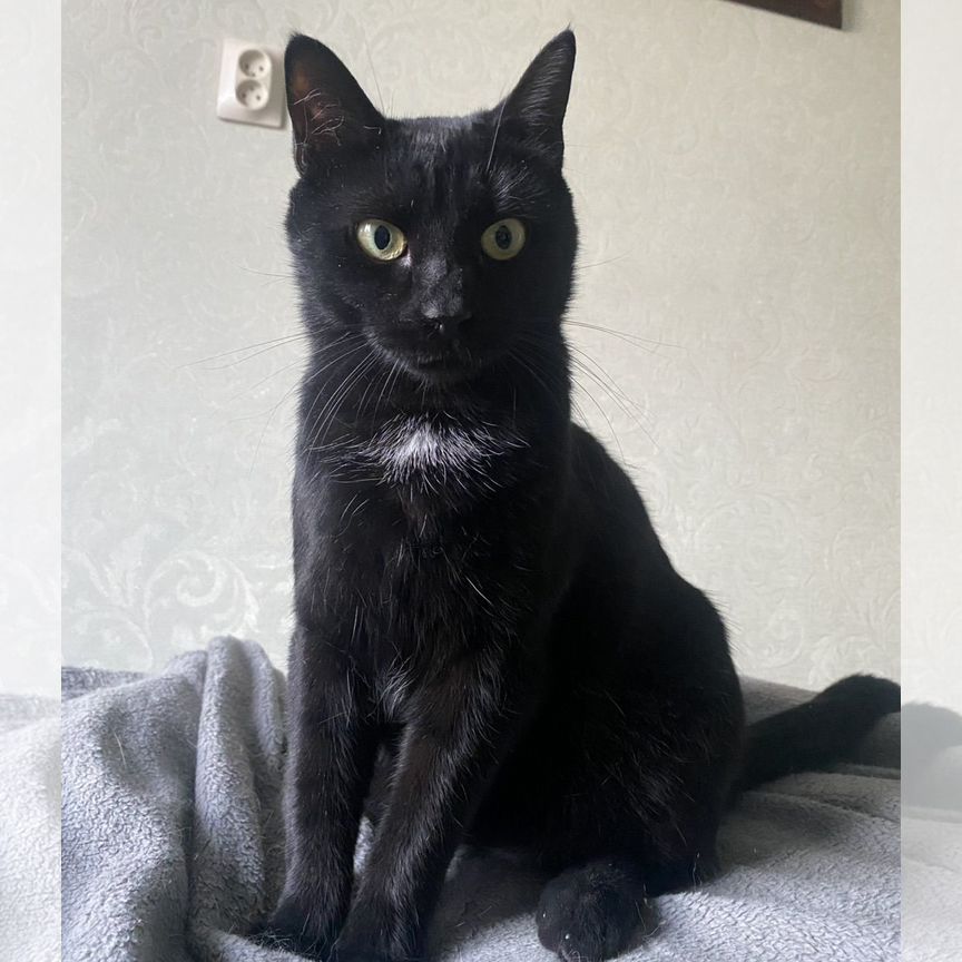 Взрослый кот в добрые руки