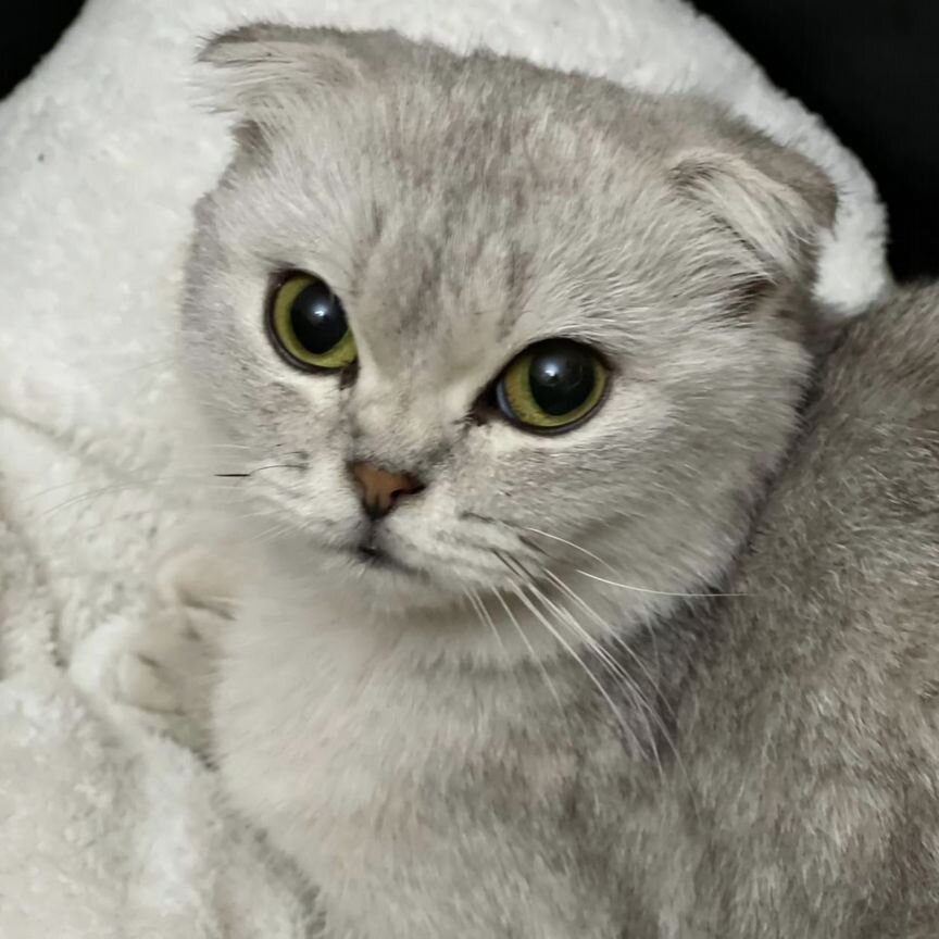 Шотландскую кошечку выкинули