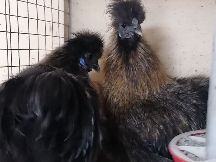 Курочки леггорн, шелковые петушки