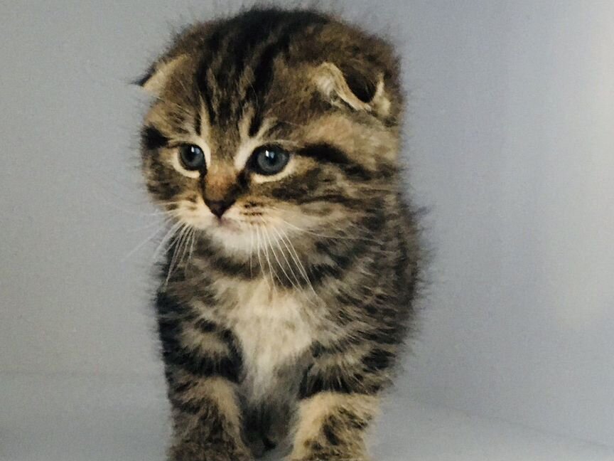 Шотландские котята