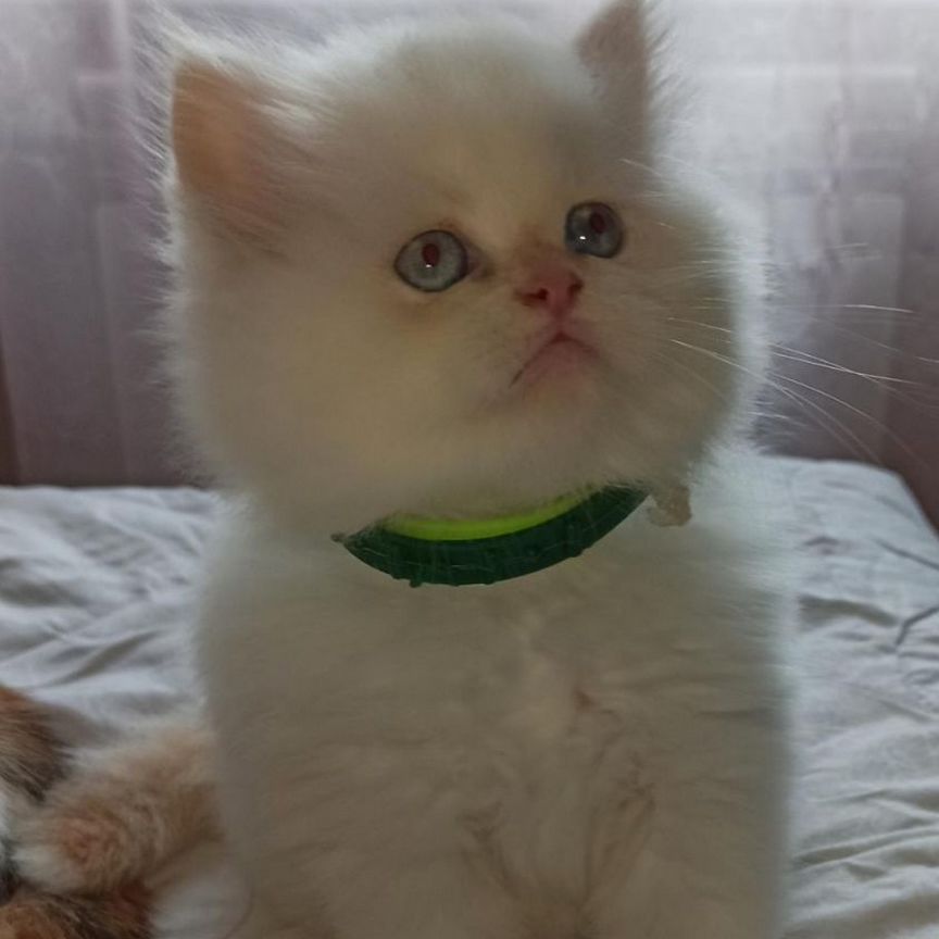 Шотландский прямоухий длинношёрстный котёнок