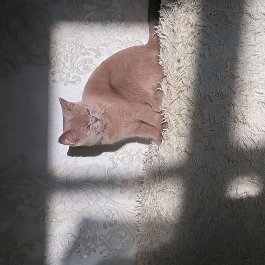 Британский короткошёрстный кот, взрослый