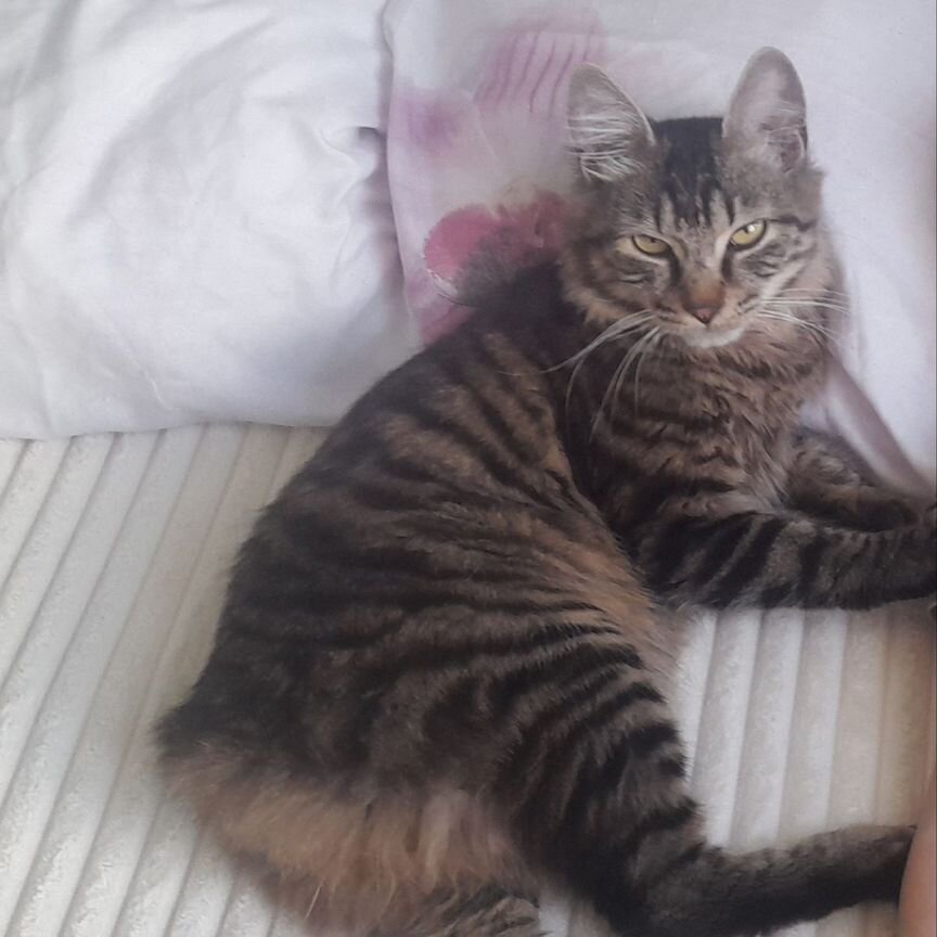 Котята курильский бобтейл бесплатно