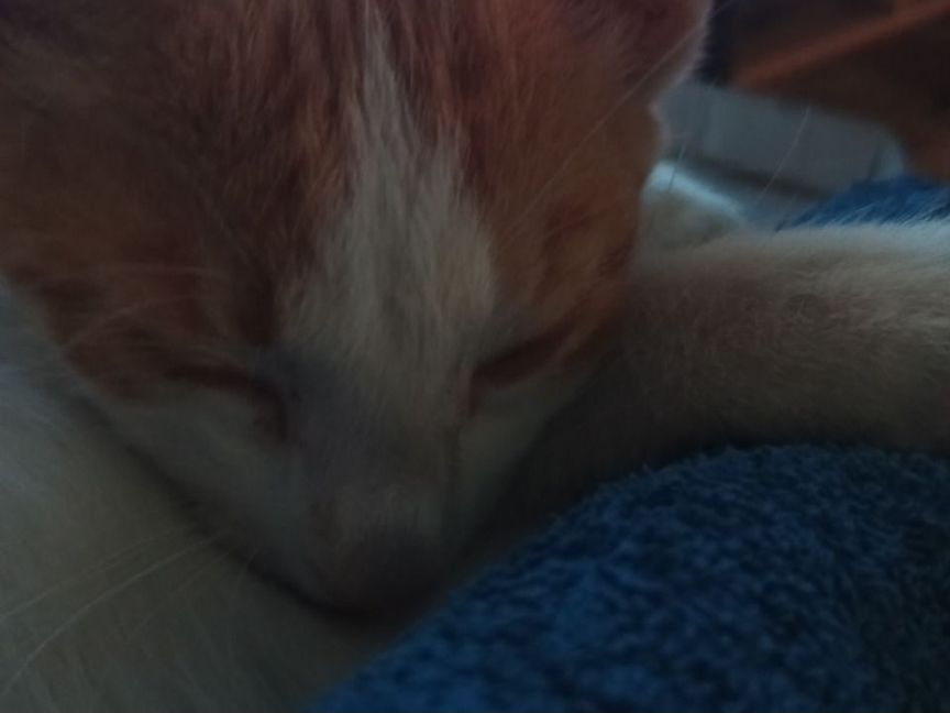 Бездомные котята бесплатно